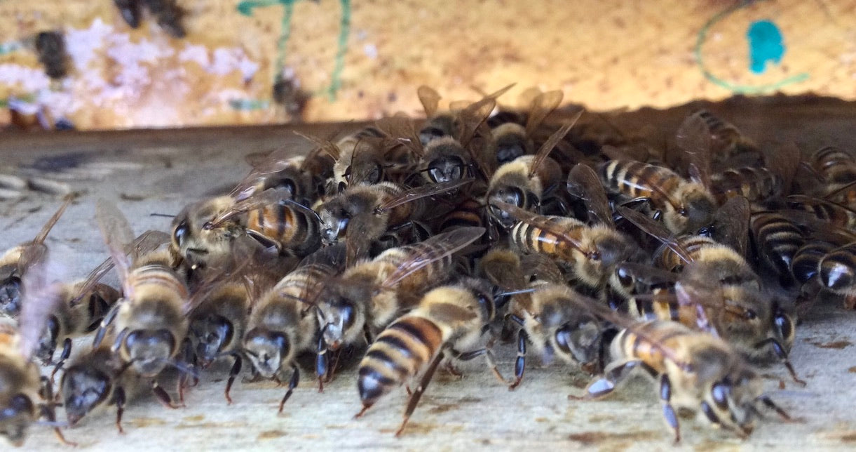 Spring Inspections – BeeUniQ Boutique